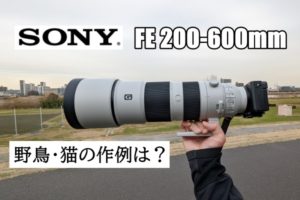 α6600と超望遠レンズ(SEL200600G)の作例。猫・野鳥を撮影。